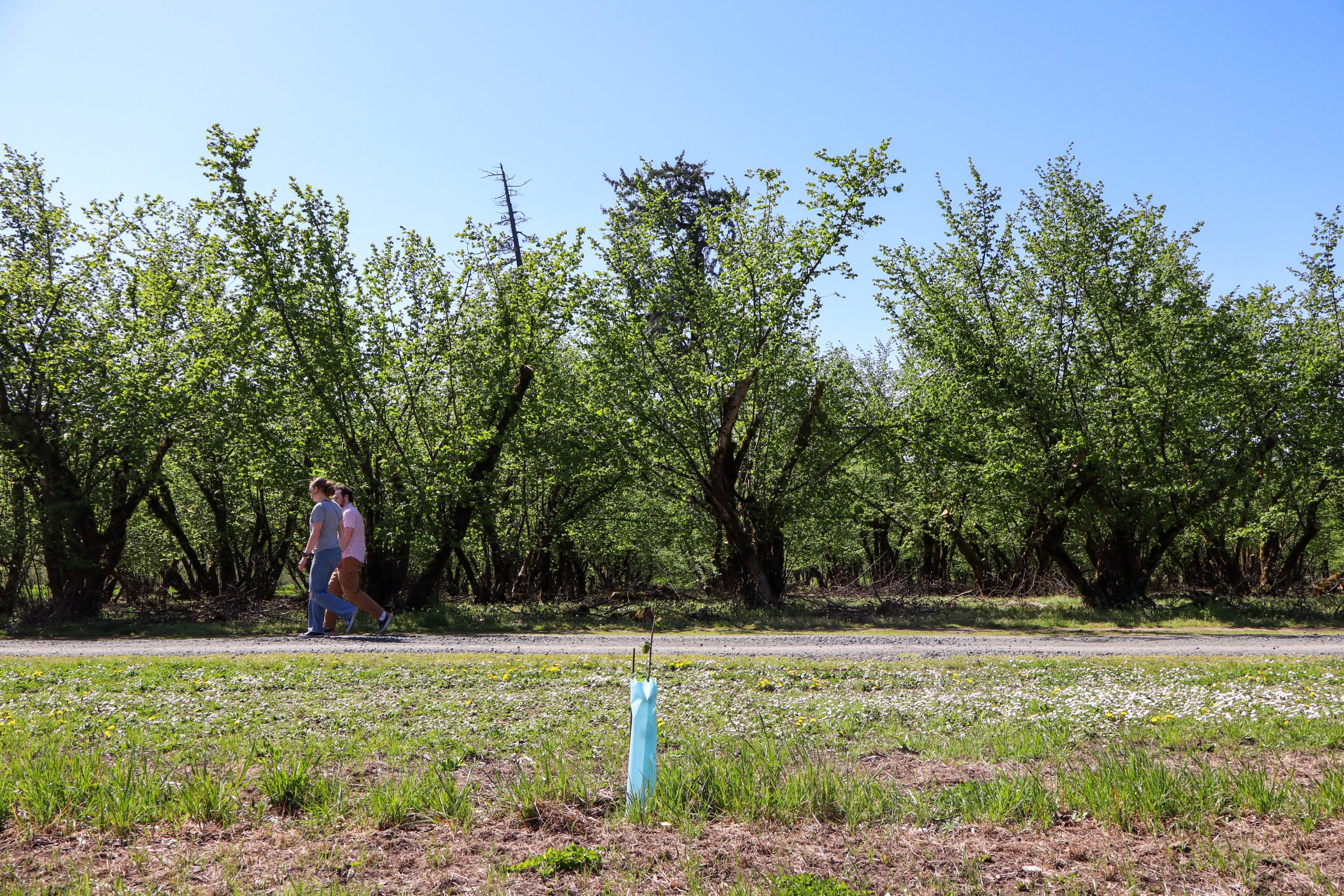 Walk through the orchards at Dorris Ranch - Lookout Eugene-Springfield