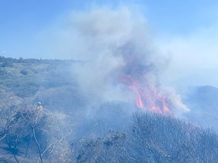 Fireworks ignite dune burn — a warning as holiday nears - Lookout Eugene-Springfield