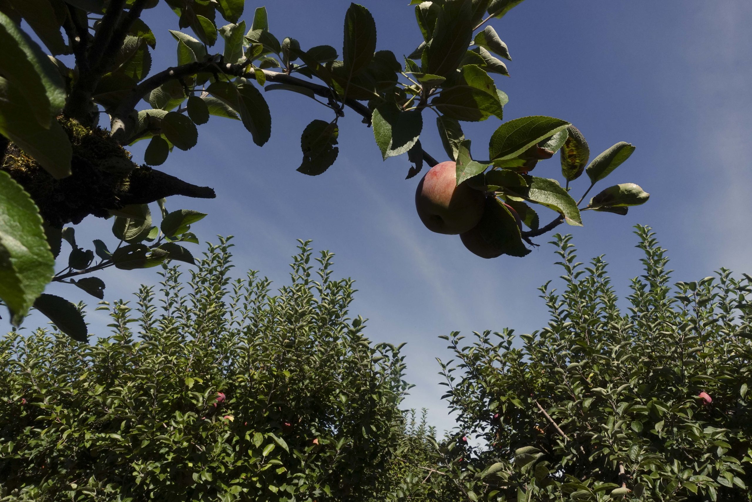 Rules for fruit foraging: Ask first, pick second - Lookout Eugene ...